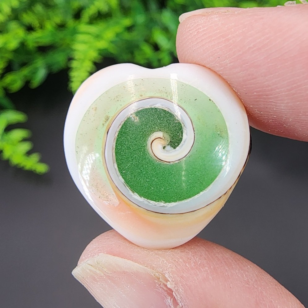 Shiva Shell Heart | Indonesia | Shell | Polished Shell - Virgo Gems