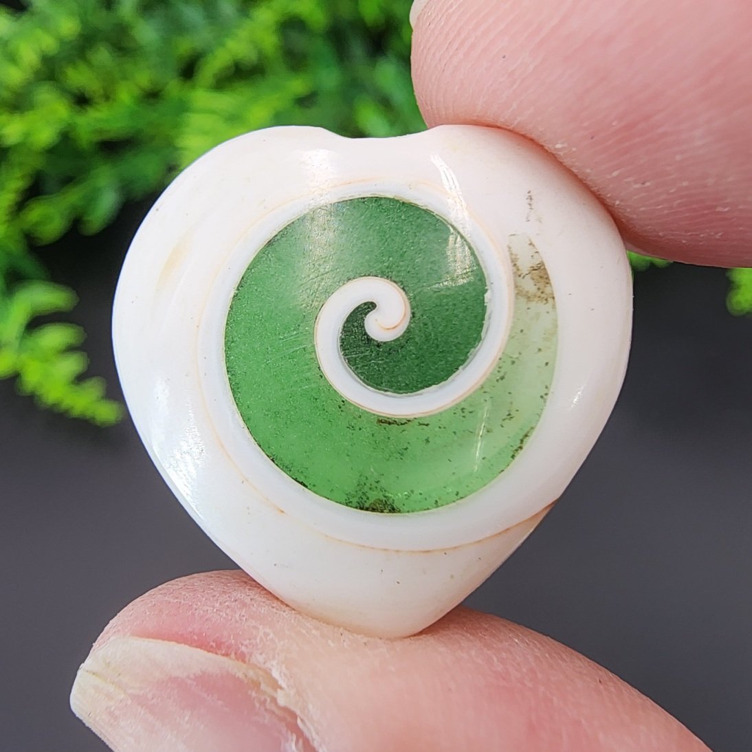 Shiva Shell Heart | Indonesia | Shell | Polished Shell - Virgo Gems