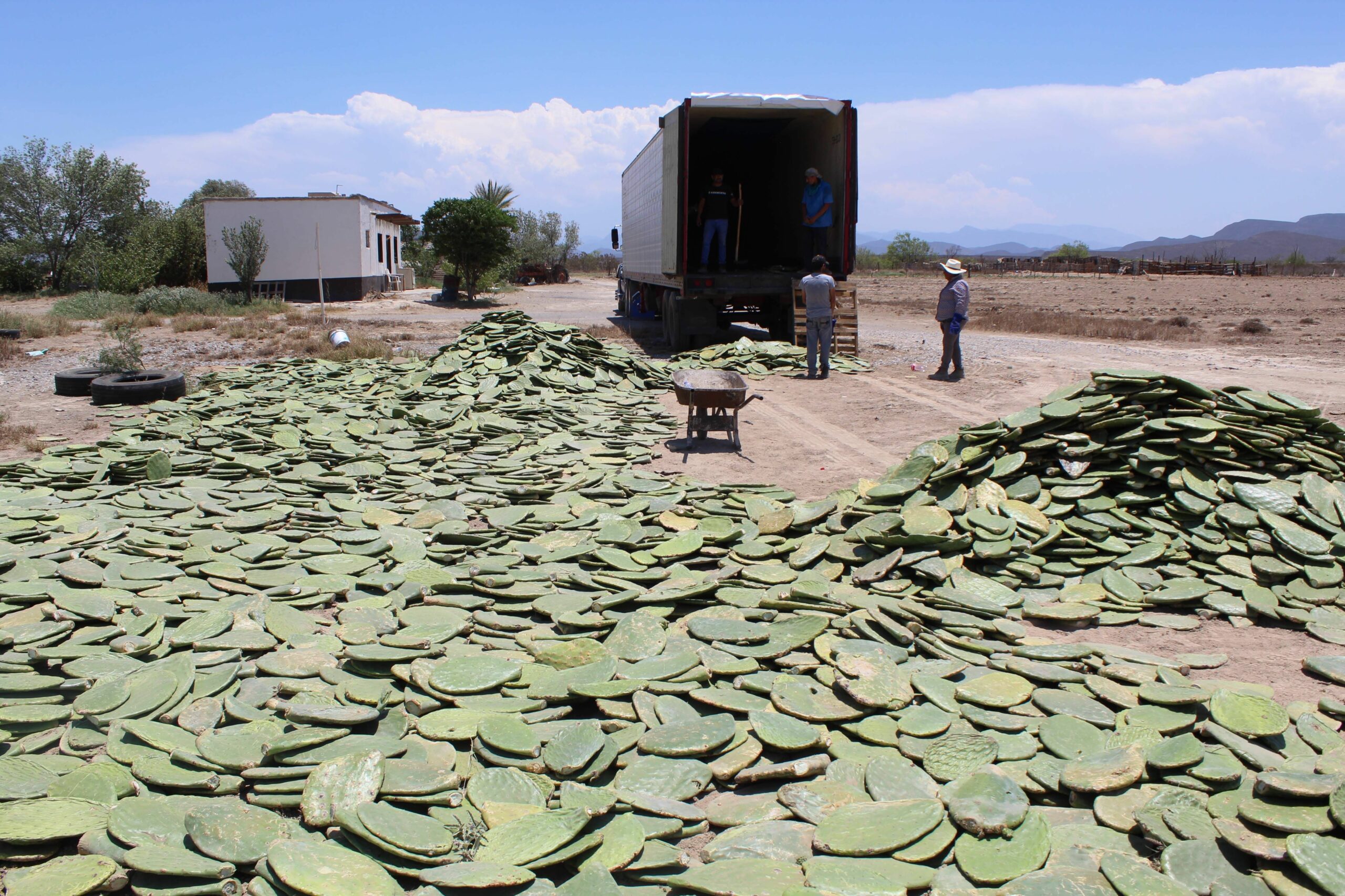 Agricultura establecerá viveros de nopal forrajero en estados del país ...